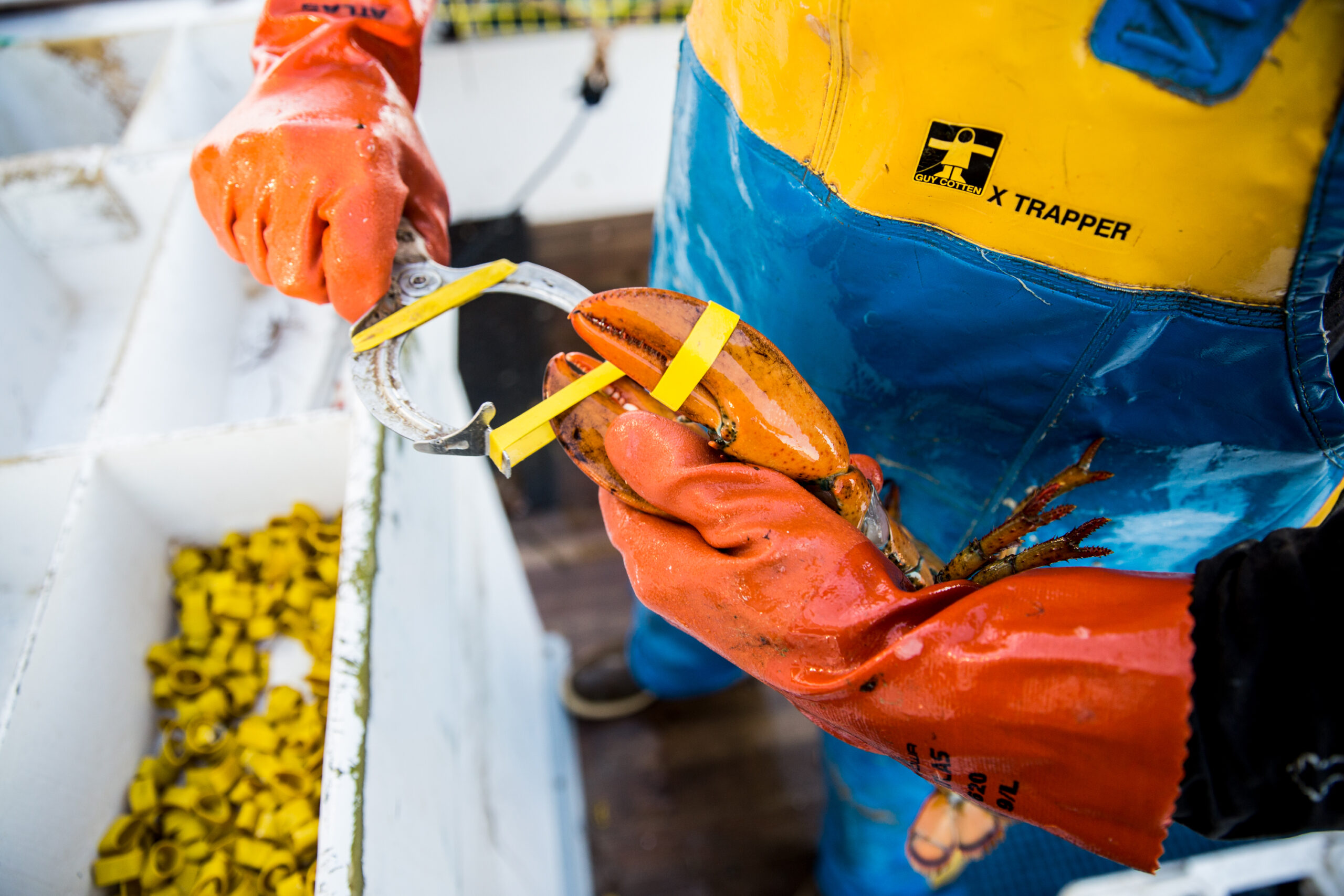 Handling a Delicacy from Trap to Table - Maine Lobster