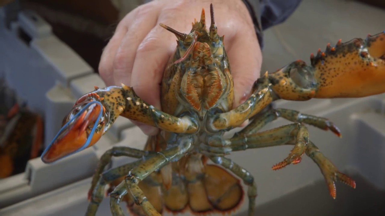 What is New Shell? - Maine Lobster