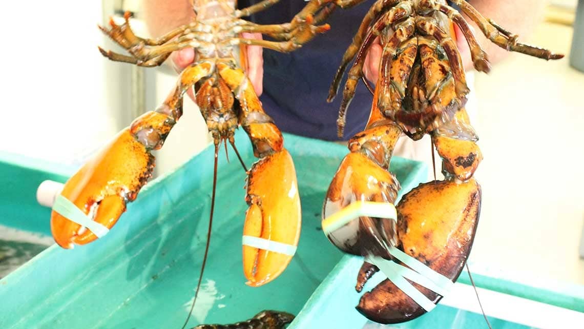 New Shell Vs Hard Shell What s The Difference Maine Lobster New Shell Vs Hard Shell What s The Difference Maine Lobster