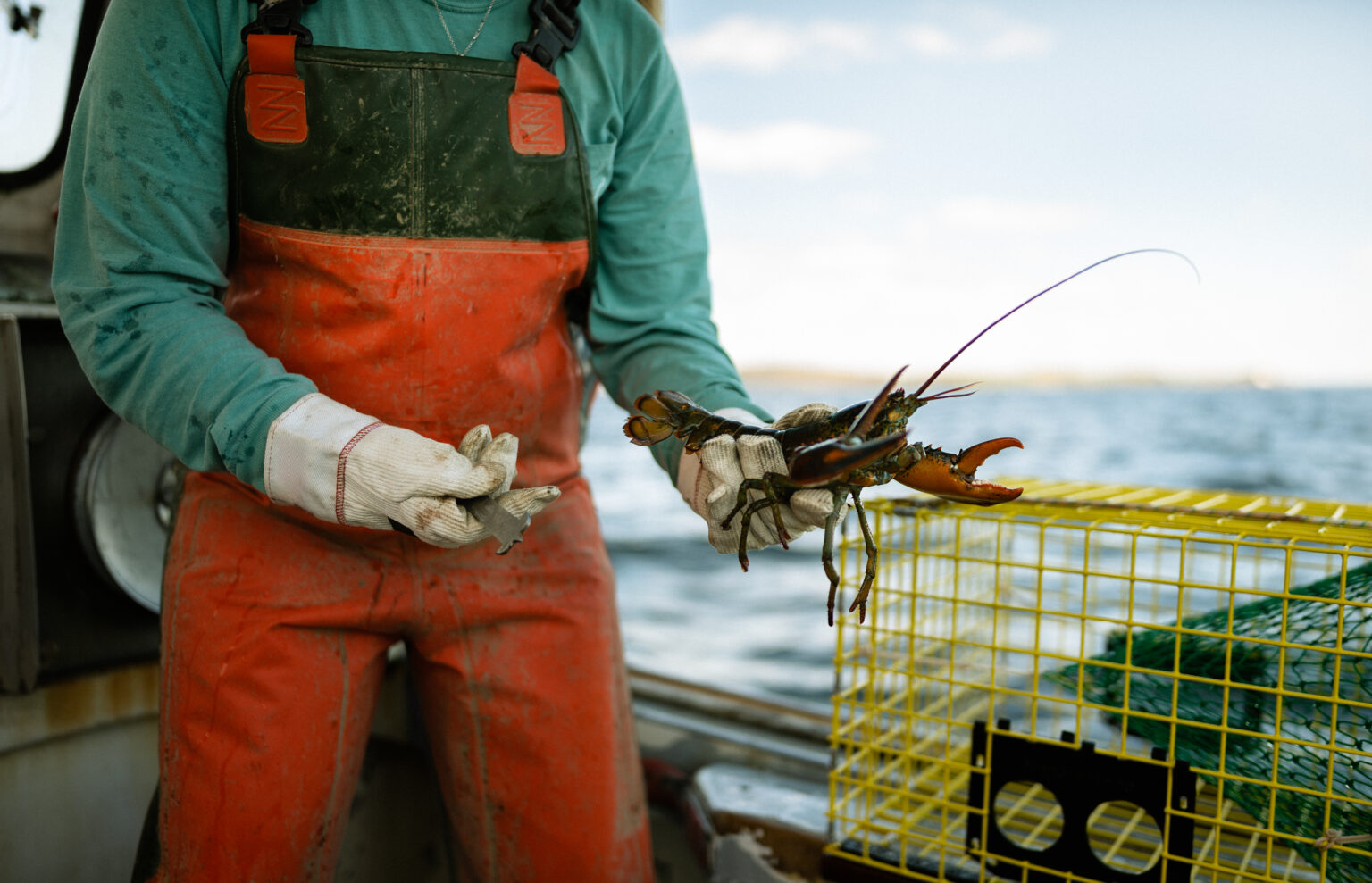 Sadie Samuels - Maine Lobster